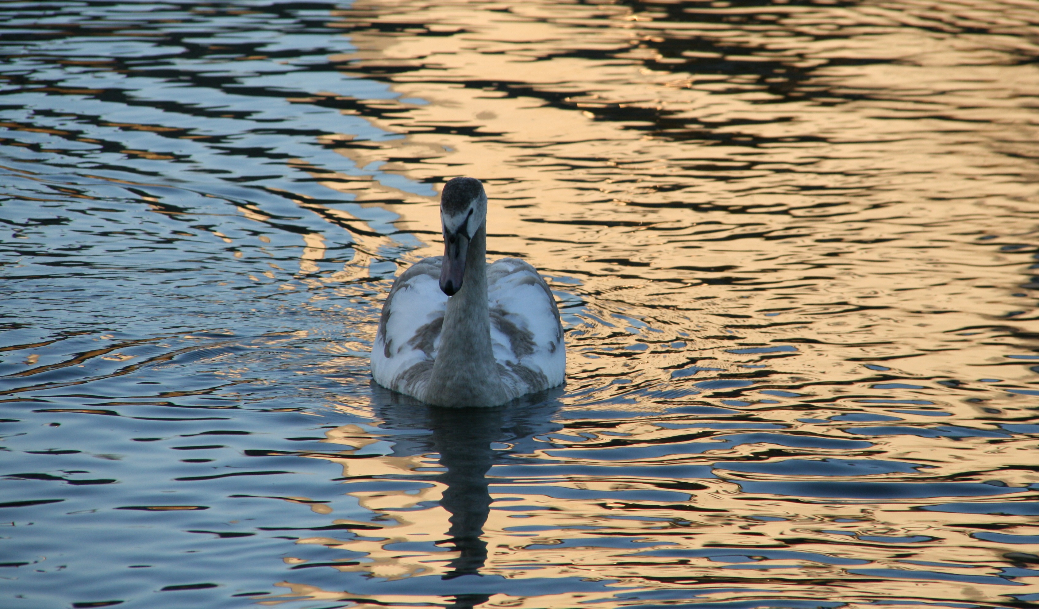 Waters Lake Bird free image download