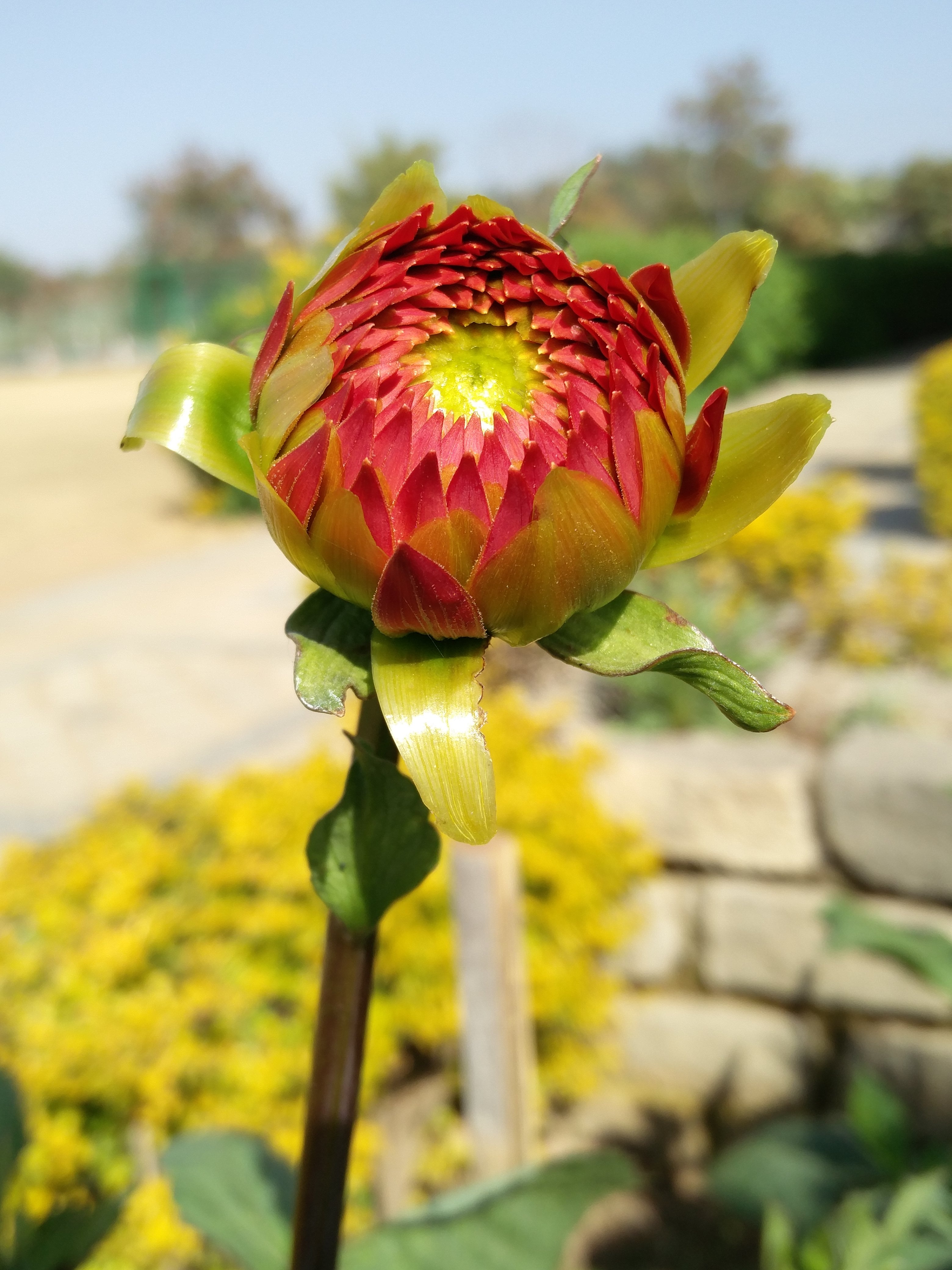 Flower Nature Flora free image download