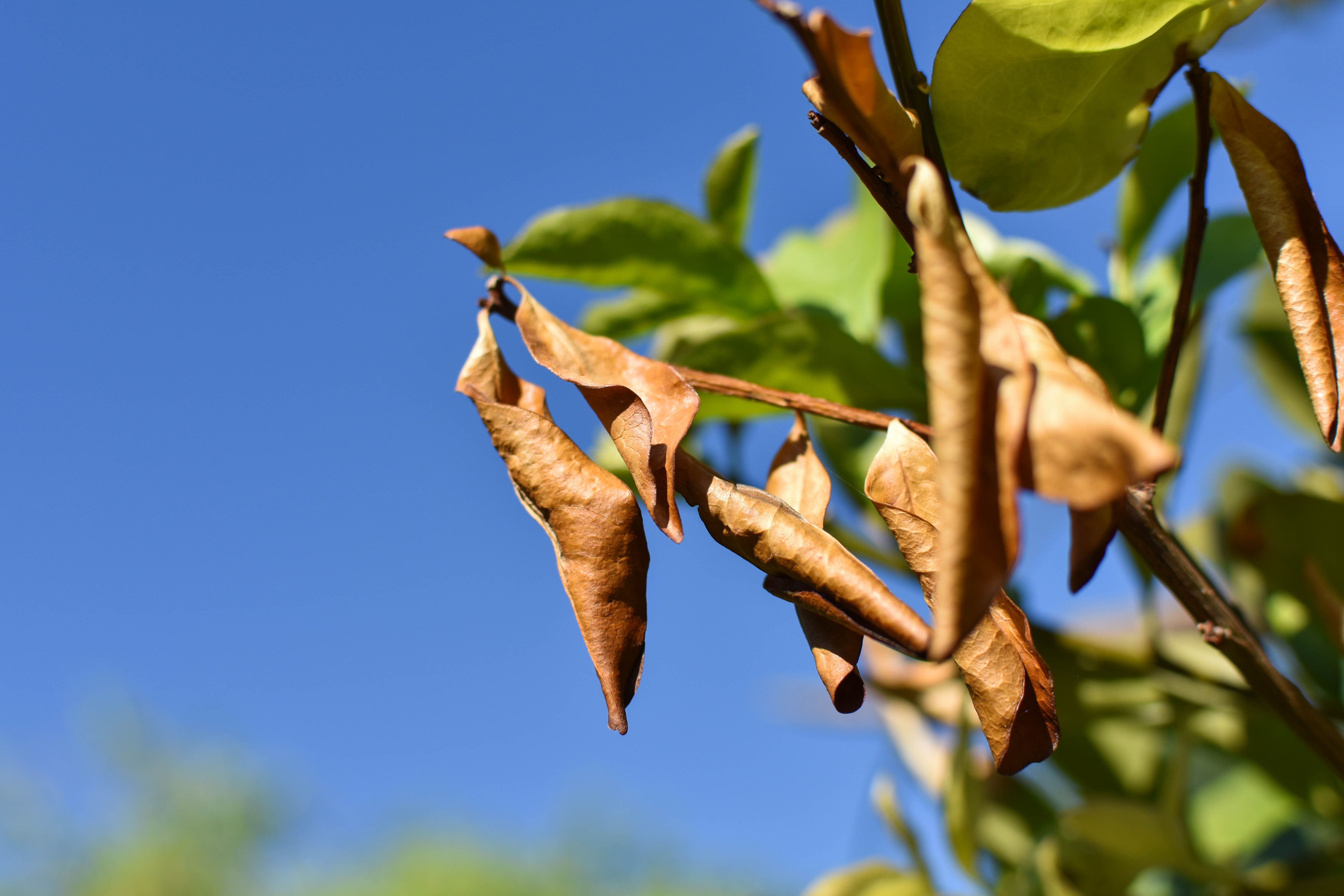 Nature Leaf Tree free image download