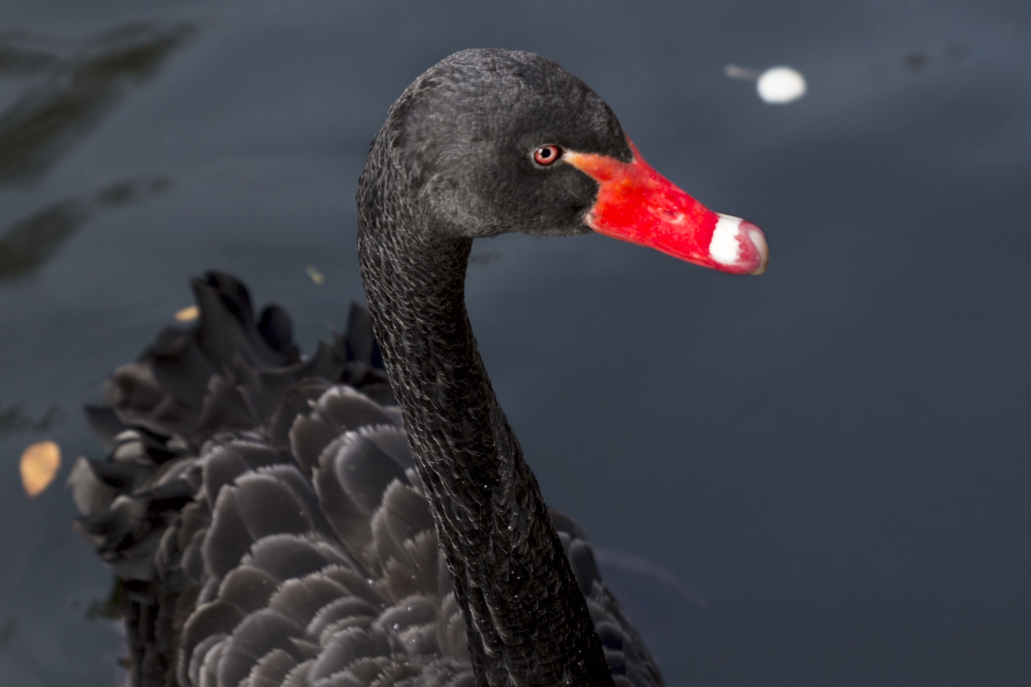 Swan Black Pond free image download