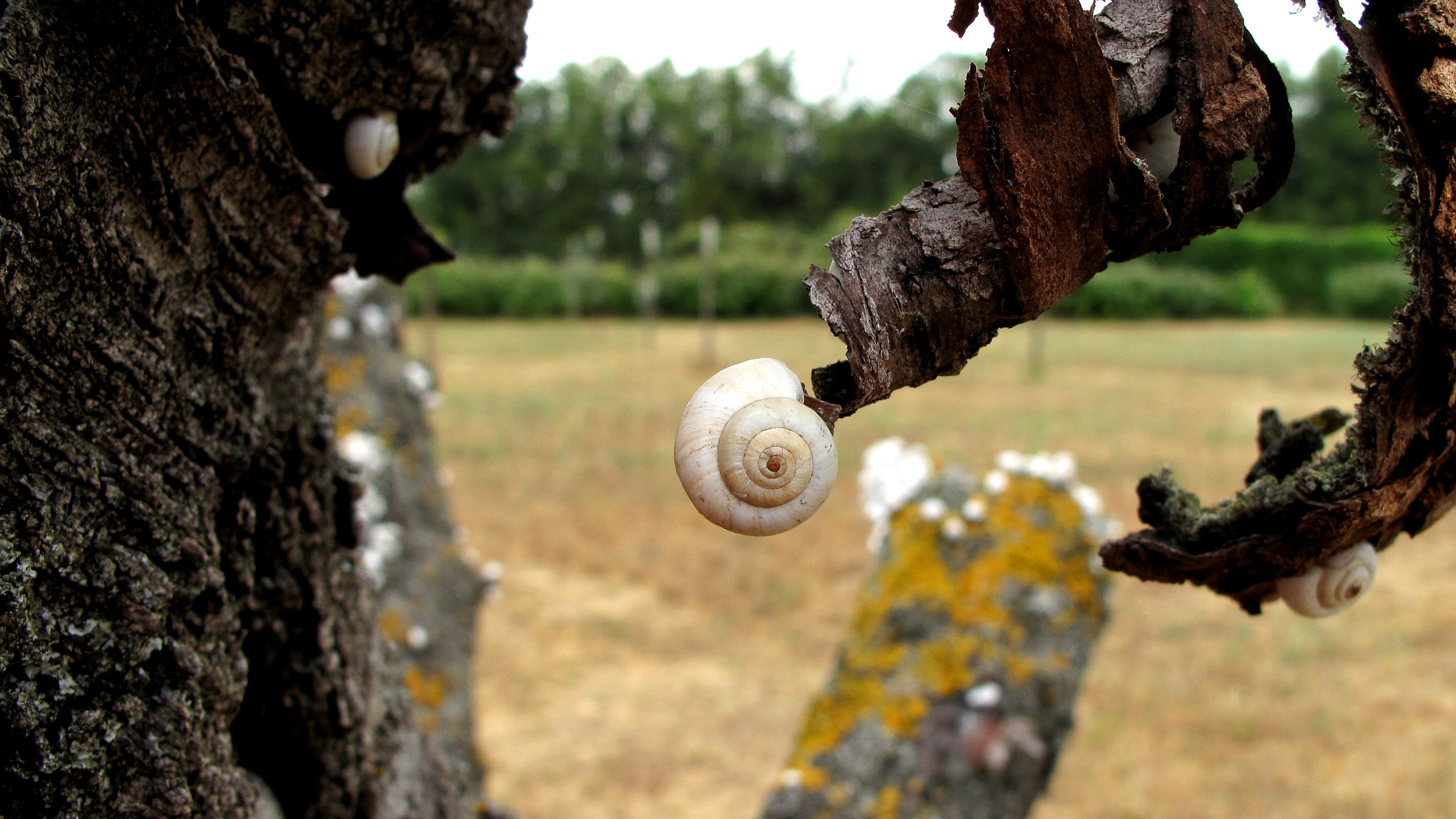 Nature Snail free image download