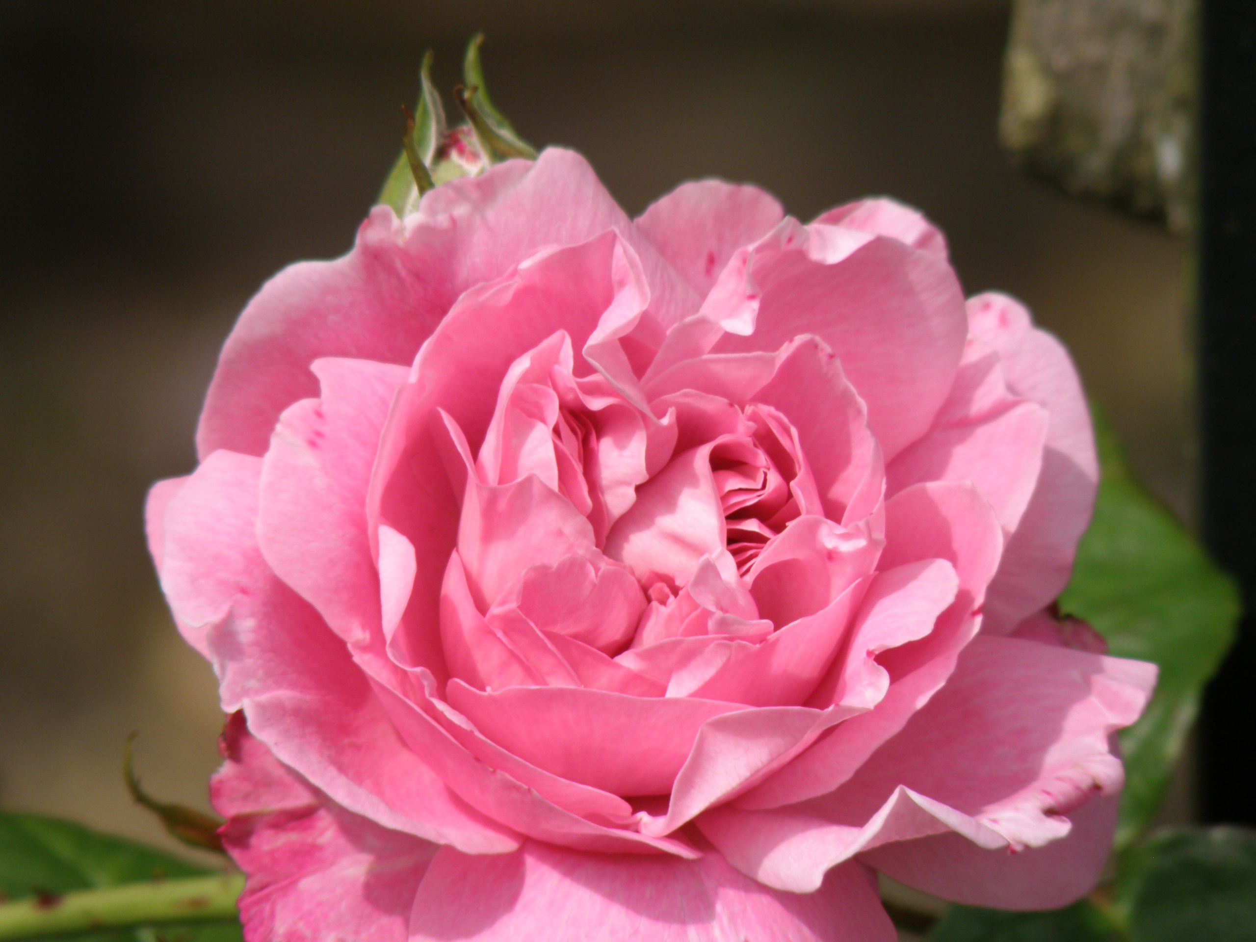 Flower Rose Flora free image download