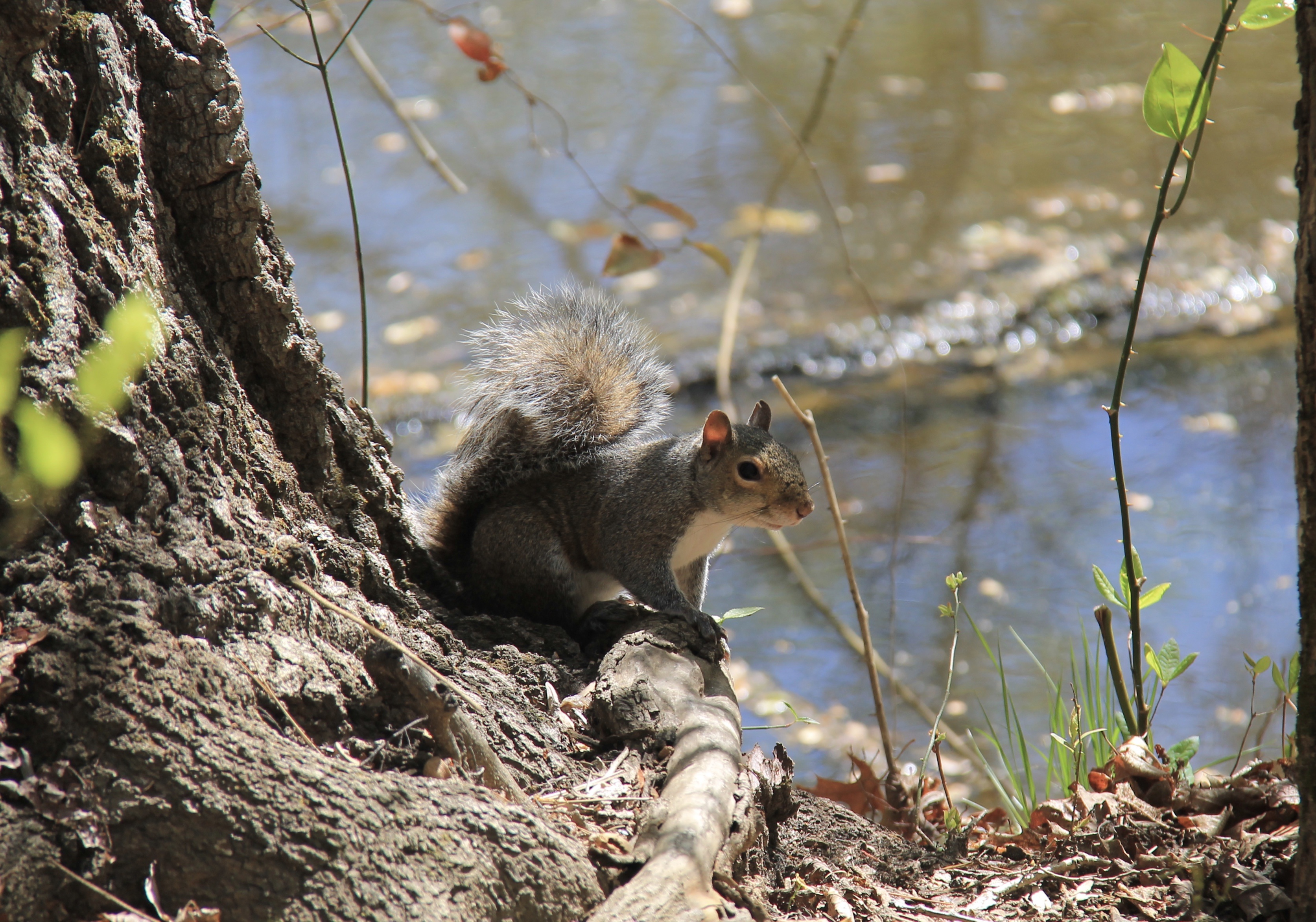 Squirrel Woods Forest free image download