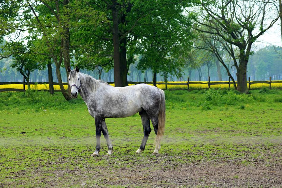 The Horse Animal Catwalk Pasture free image download