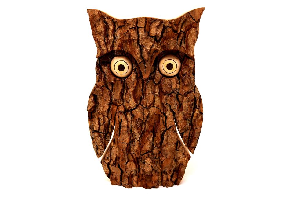 Owl Tree Bark Animal Eagle free image download