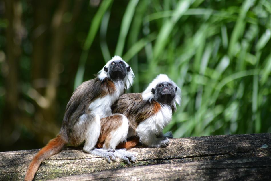 Animal Nature World free image download