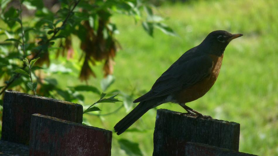 Robin On A Fence Bird Old free image download
