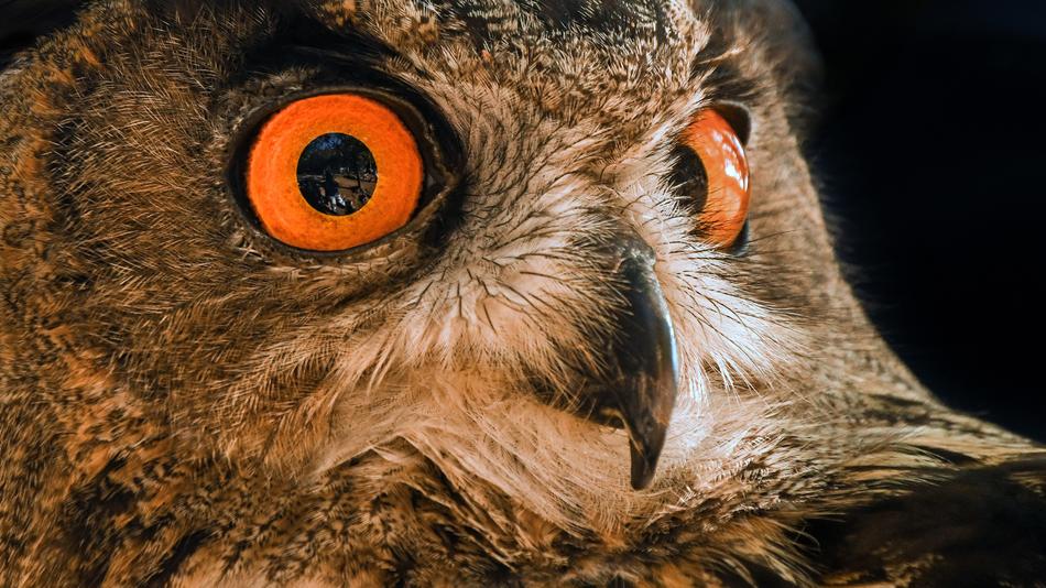 Owl Grand Duke Look Close free image download