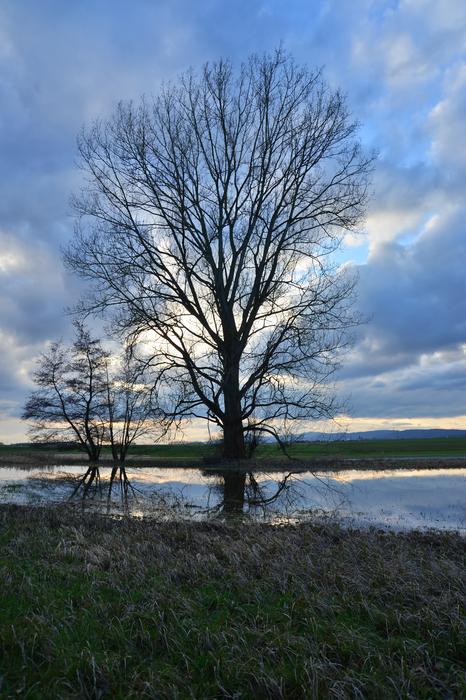 Water Landscape Trees free image download