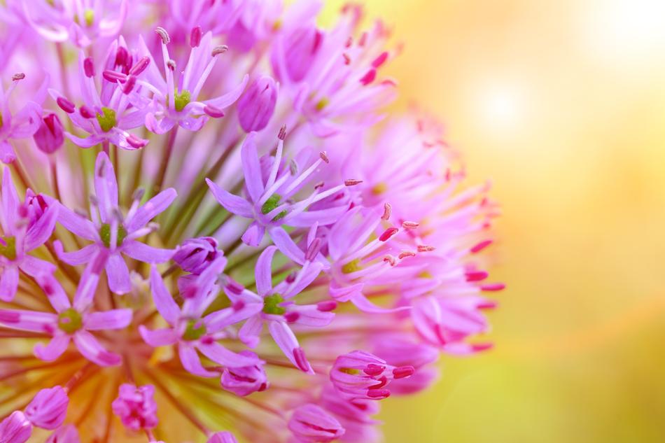 Allium Leek Flower Ornamental free image download
