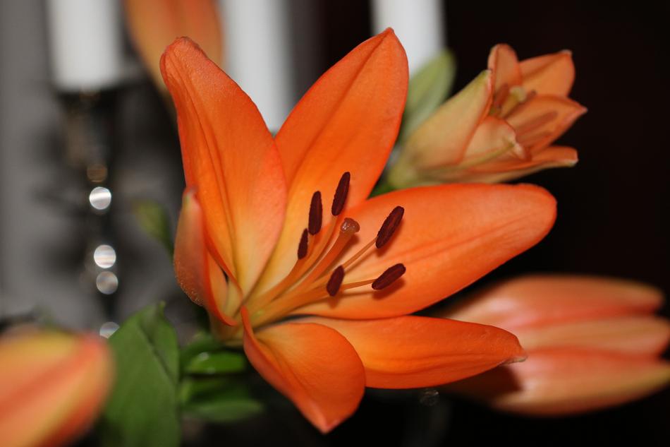 Lilly Flower Nature free image download