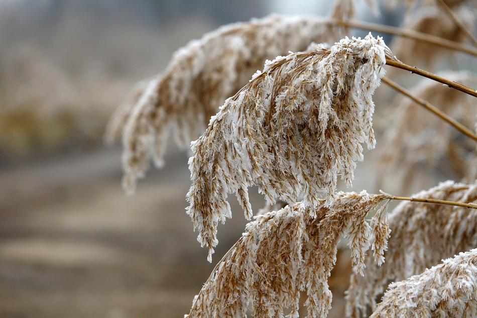 Nature Winter Cold free image download