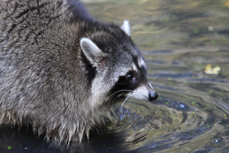 Raccoon Bear Forest Animal free image download