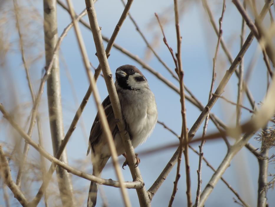 Bird Nature Living free image download