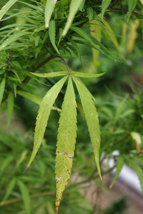 Hemp Leaf Plant free image download