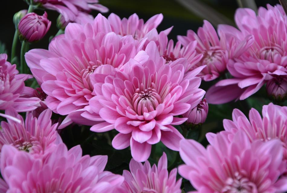 Mums Flowers Colors free image download