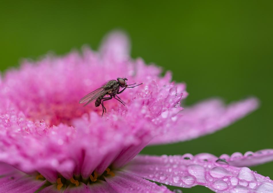 Fly Pink Flowers Garden free image download