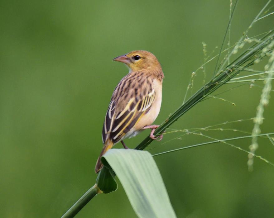 Golden-Back Weaver Nature Wildlife free image download