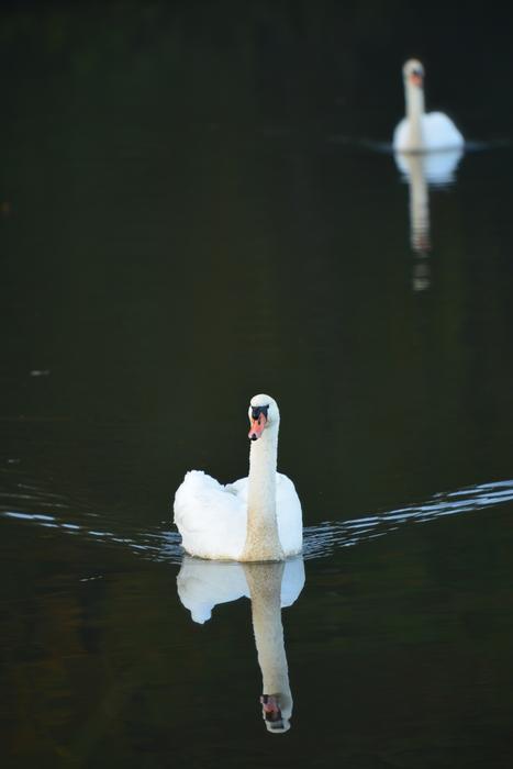 Unusual swan in the pond free image download