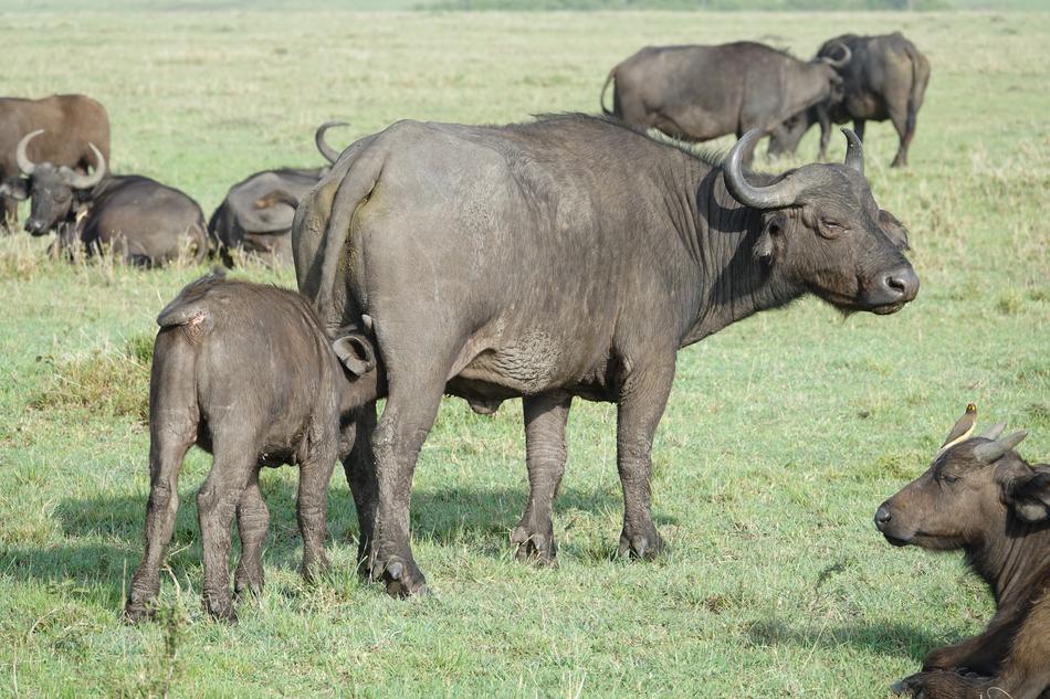 Mammal Animal Wildlife free image download