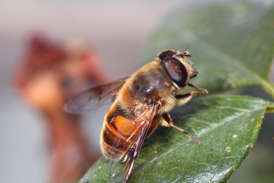 Nature Insect Pollen free image download