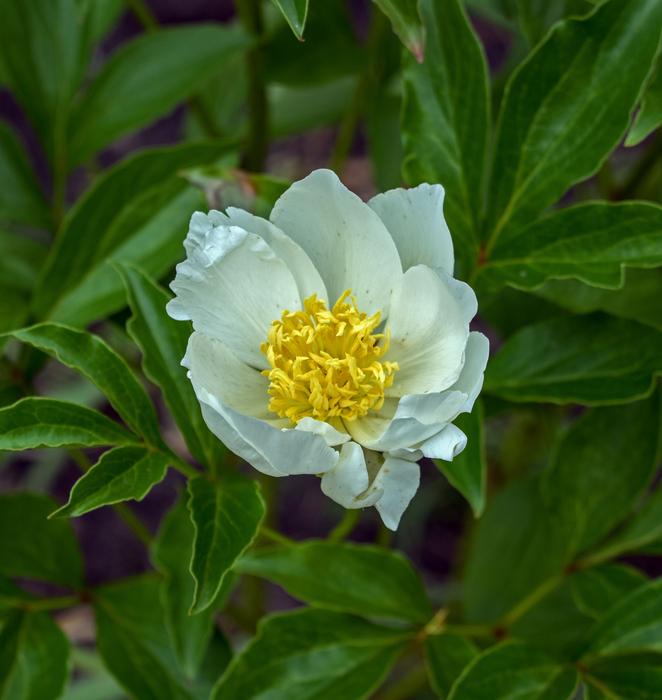 Leaf Blossom Bloom free image download