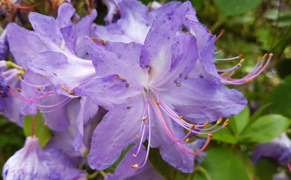 Blue Flower Azalea free image download