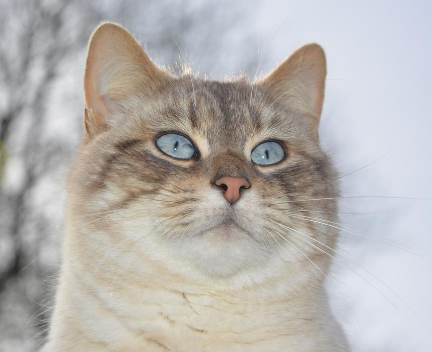 Truffle Char Pink Cat free image download