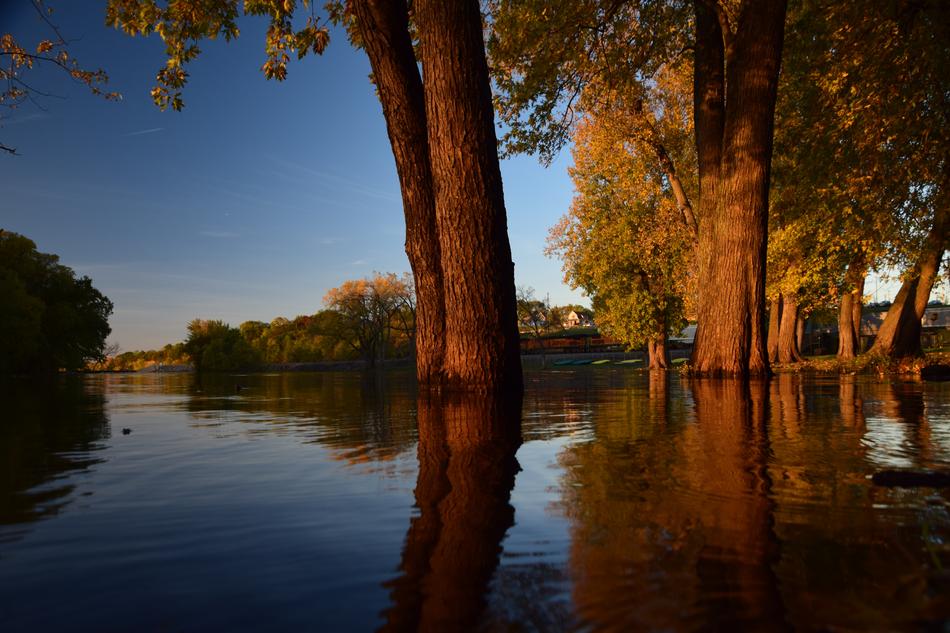 Tree Water Reflection free image download