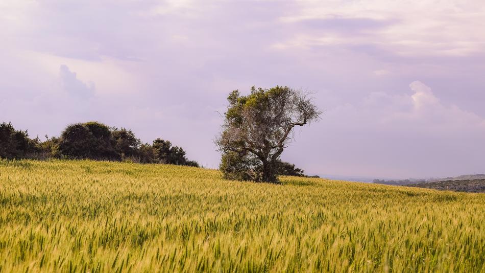 Nature Field Landscape free image download