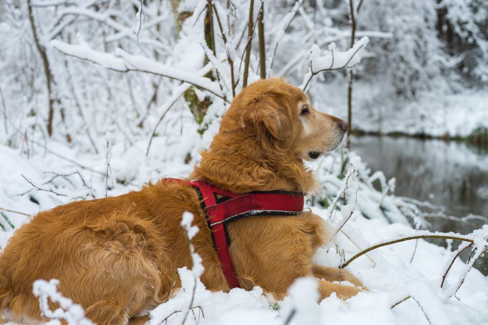Fluffy red dog in the snow free image download