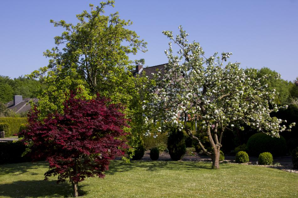 Trees Garden Nature free image download