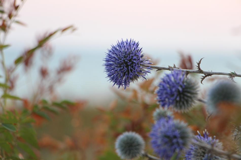 Flowers Sunset free image download