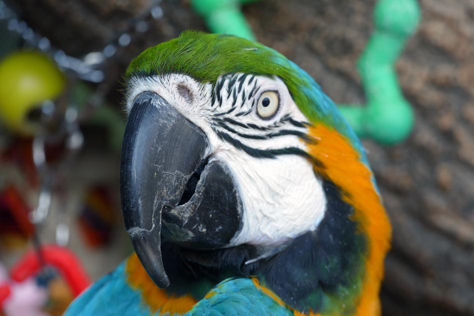 Colorful Parrot Animal in Nature free image download