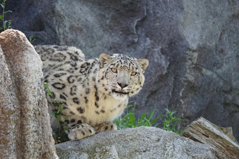 Snow Leopard Zoo Dangerous free image download