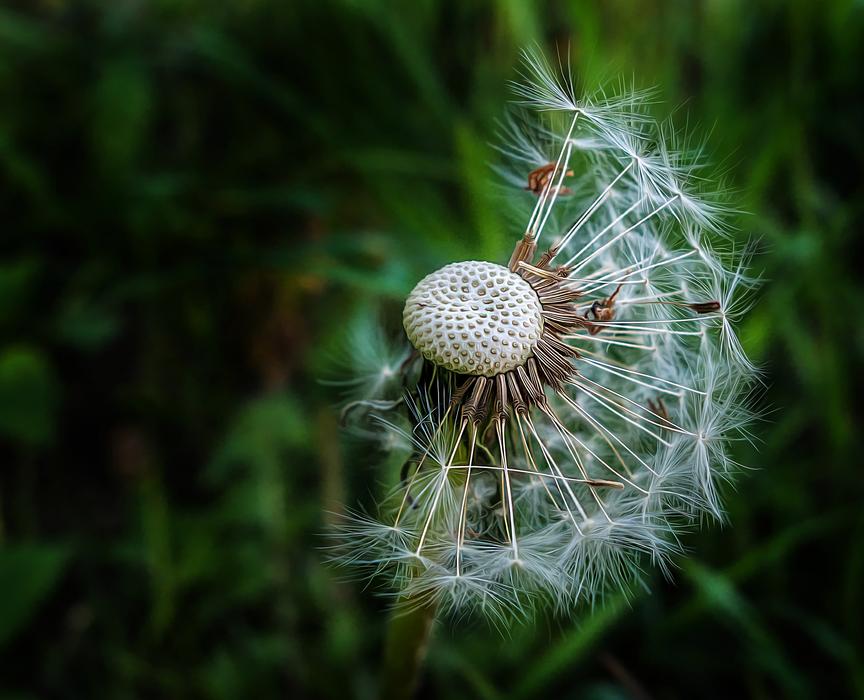 Dandelion Plant Nature free image download