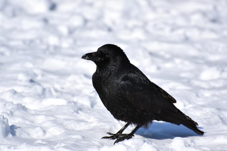 Common Raven Snow free image download