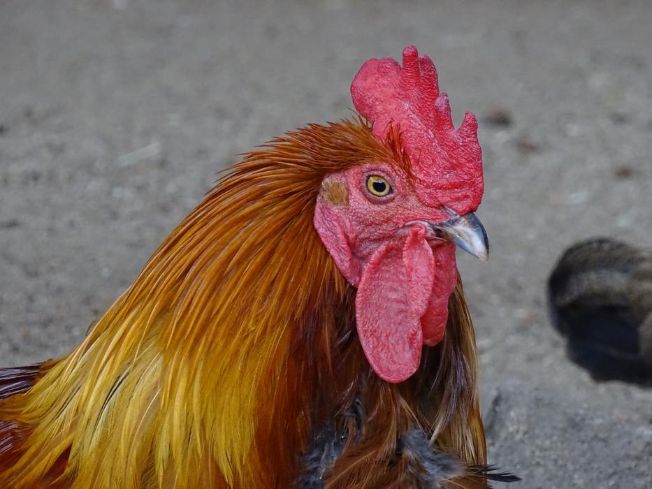 Cock Pet Feather free image download