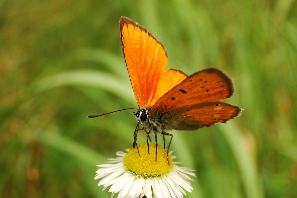 Nature Insect Butterfly Day free image download