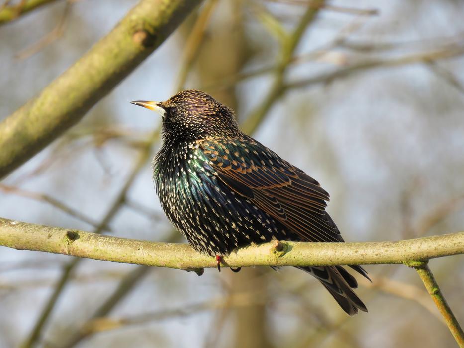 Star Bird Of The Year 2018 free image download
