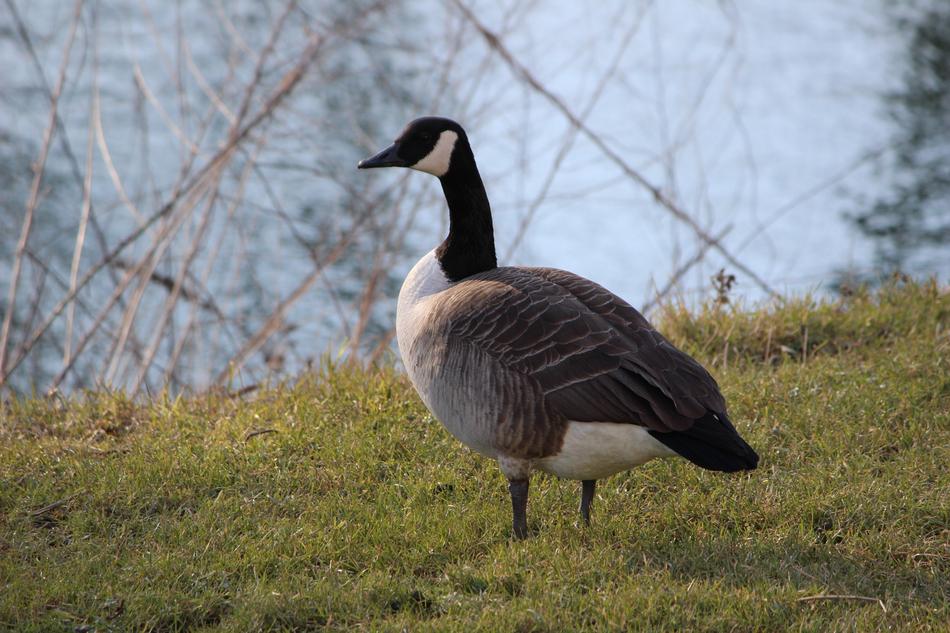 Wild grey goose Bird free image download