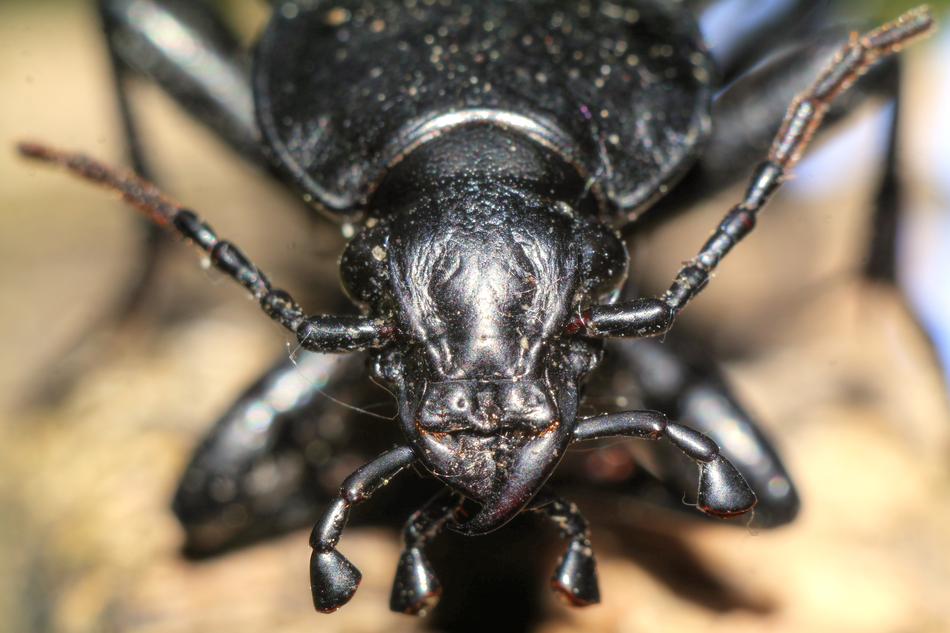 Beetle Insect Macro free image download
