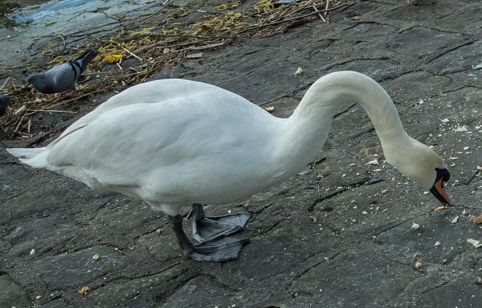 Sweet swan by the pond free image download