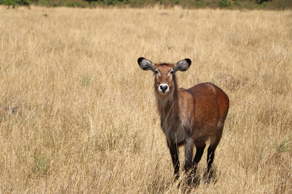 Mammal Grass Field free image download