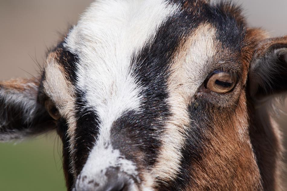 Goat Eye Mammal free image download