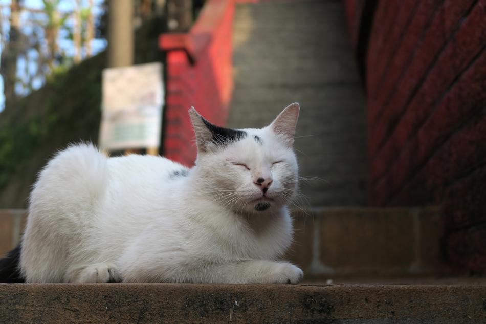 Cat Nap Animal free image download