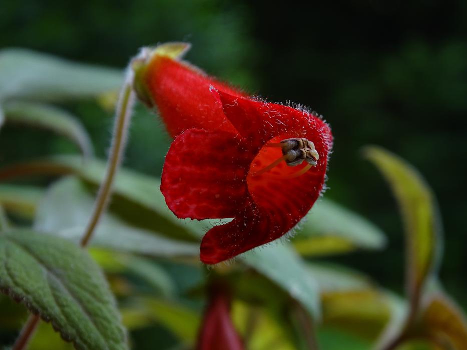 Flower Red Macro free image download