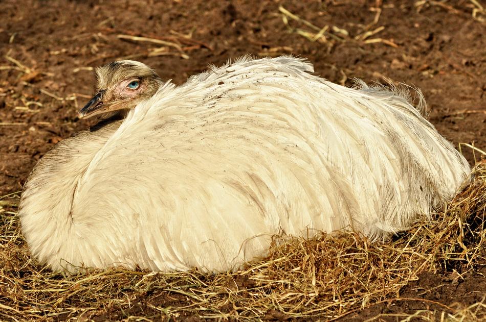 Greater Rhea Common Bird free image download