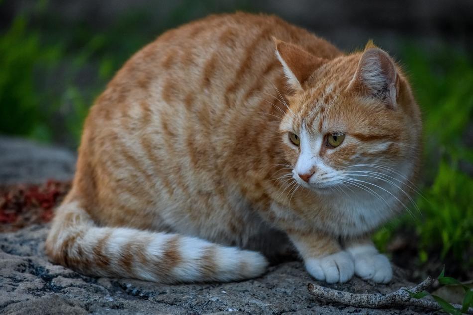 Cat Stray Tabby free image download