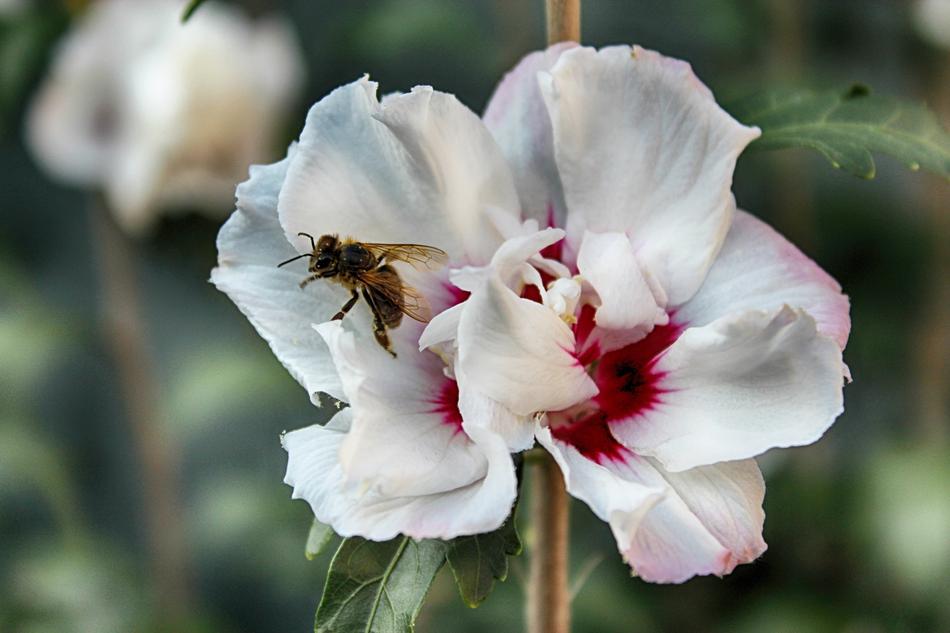 Flower Bee Pollination free image download